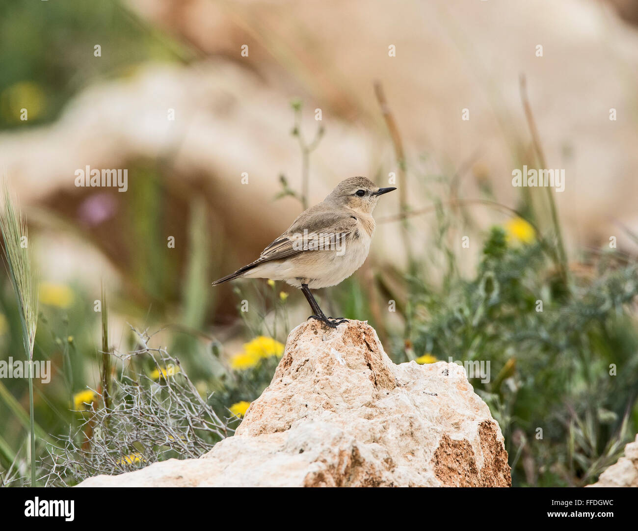 Isabelline Wheatear Oenanthe isabellina cyprus spring Stock Photo - Alamy