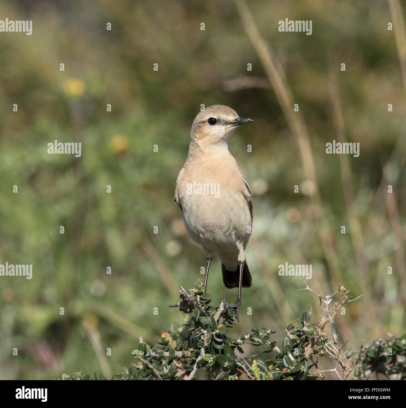 Isabelline Wheatear Oenanthe isabellina cyprus spring Stock Photo - Alamy