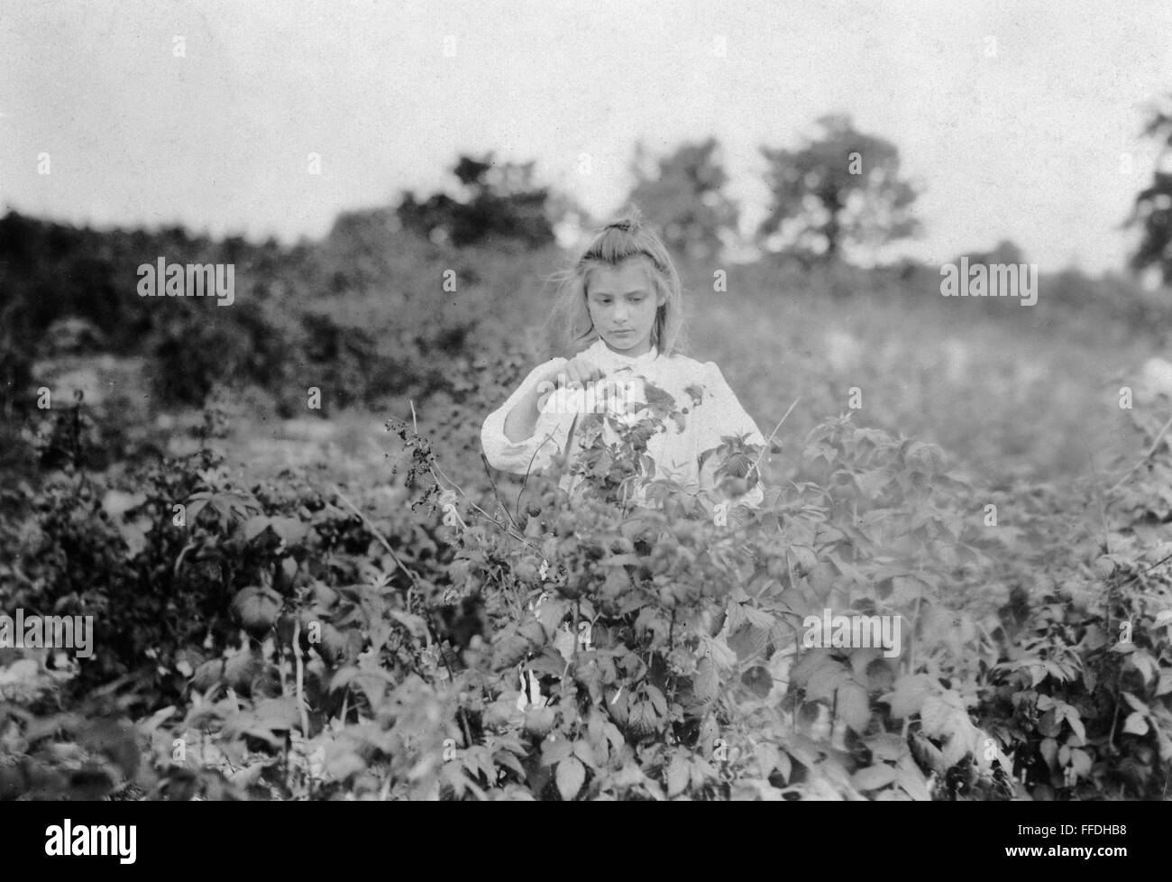 CHILD LABOR, 1909. /nA nine year old berry picker on Rock Creek farm ...