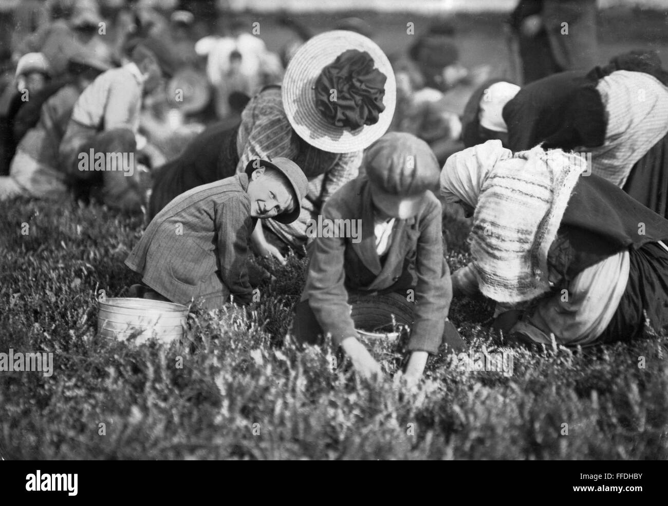 CHILD LABOR, 1911. /nA seven year old boy picking berries on T.B. Smart ...