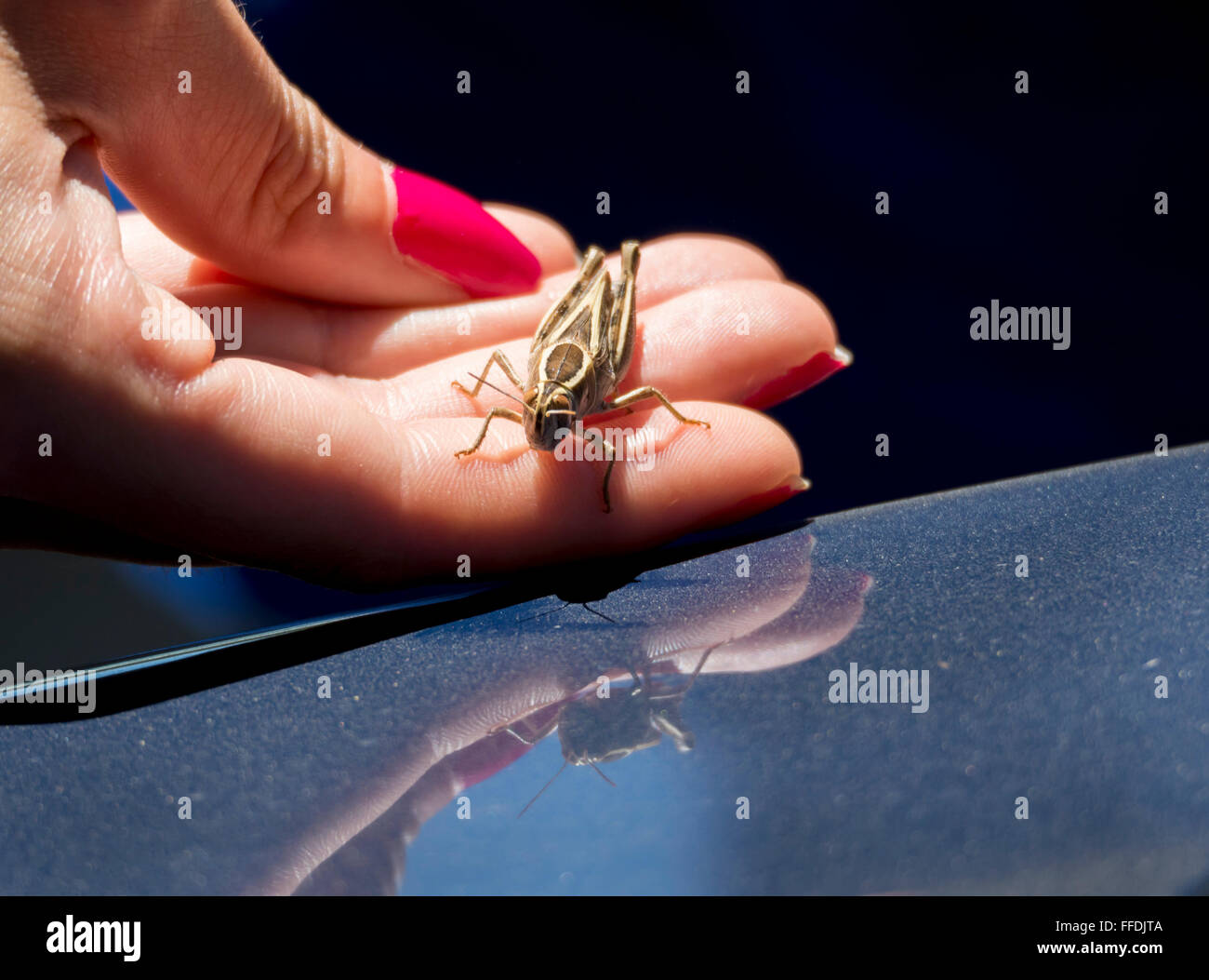 grasshopper and red fingernails Stock Photo - Alamy