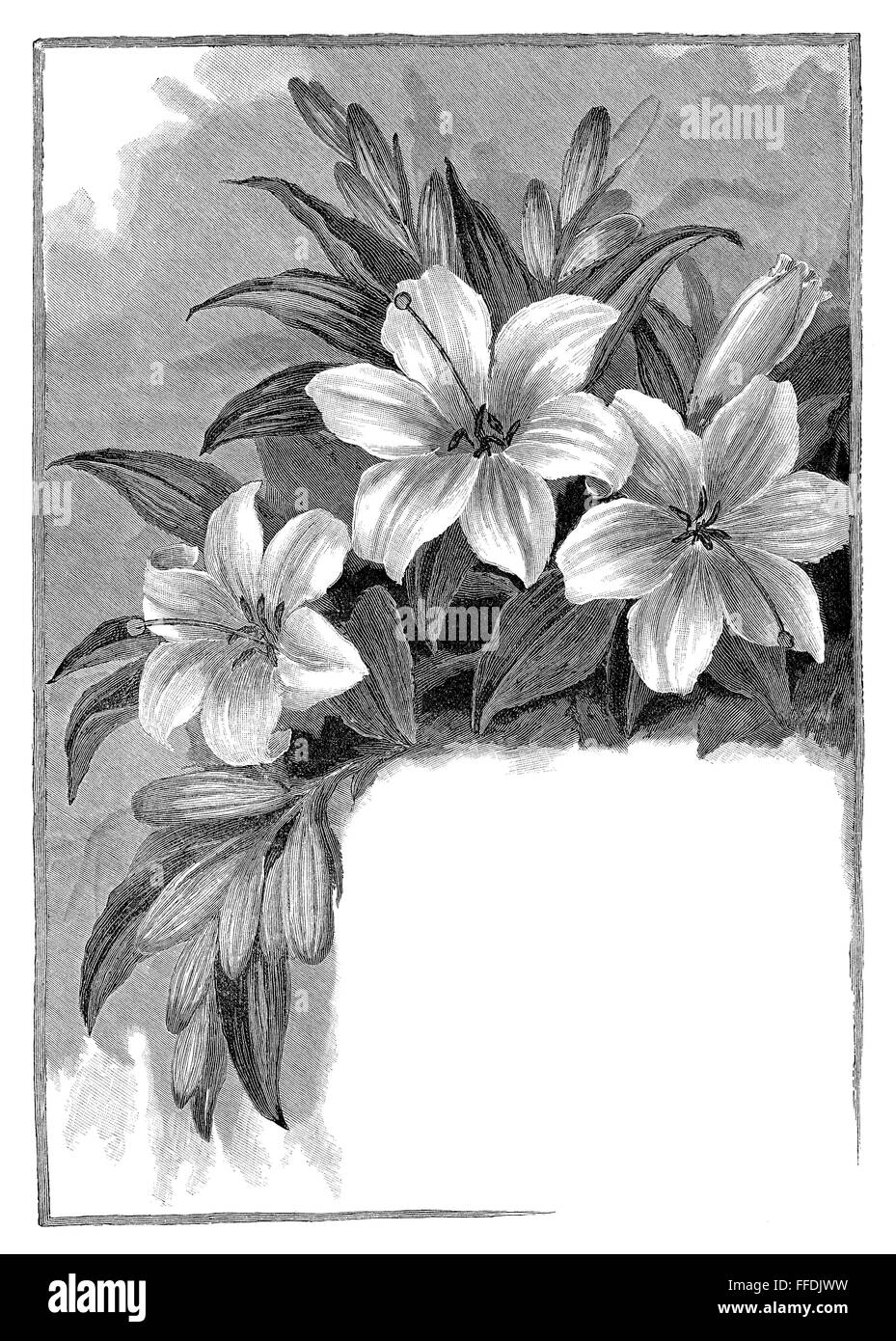 19th century black and white frame Cut Out Stock Images & Pictures - Alamy