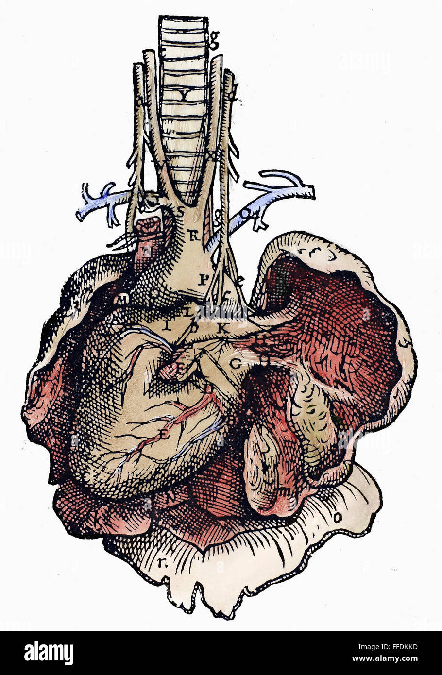 HUMAN HEART, 1543. /nWoodcut from the sixth book of Andreas Vesalius ...