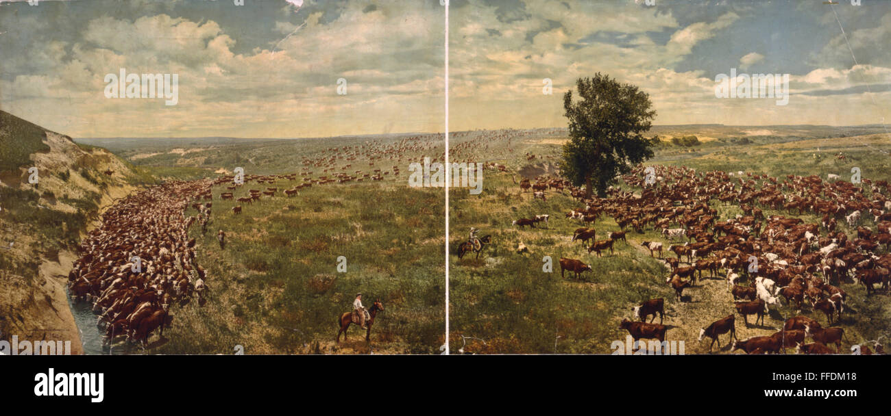 CATTLE ROUND UP, c1912. /nRounding up a heard of cattle on a range in ...