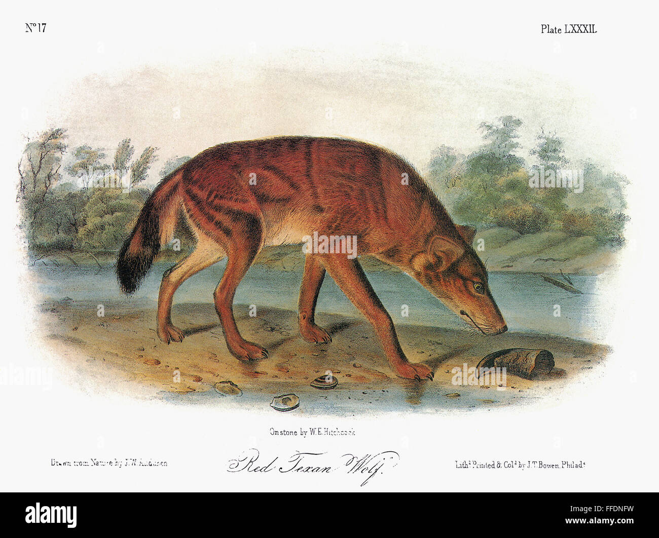 AUDUBON: RED WOLF. /nRed wolf (Canis rufus, formerly Canis lupus rufus ...