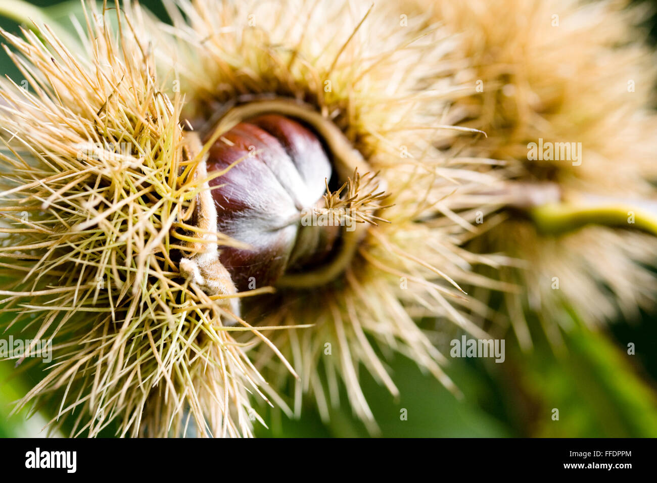 Ripe chestnuts in an open shell but still attached to their tree Stock ...