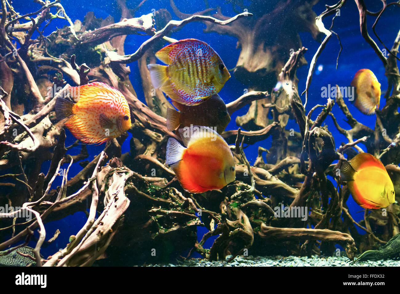 Beautiful underwater world with tropical fish Stock Photo - Alamy
