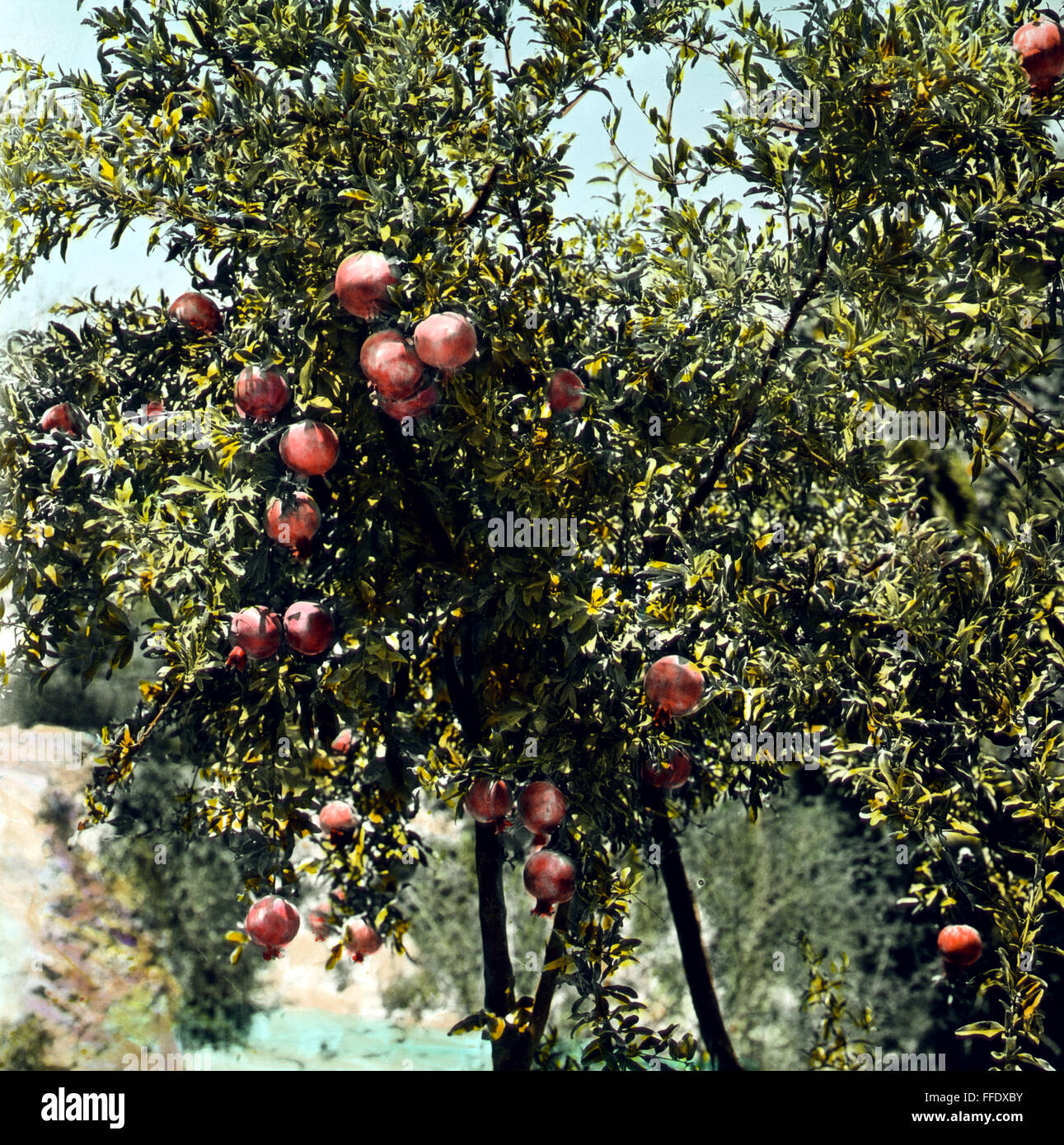 POMEGRANATE TREE. /nA pomegranate tree with fruit. Photographed in the ...