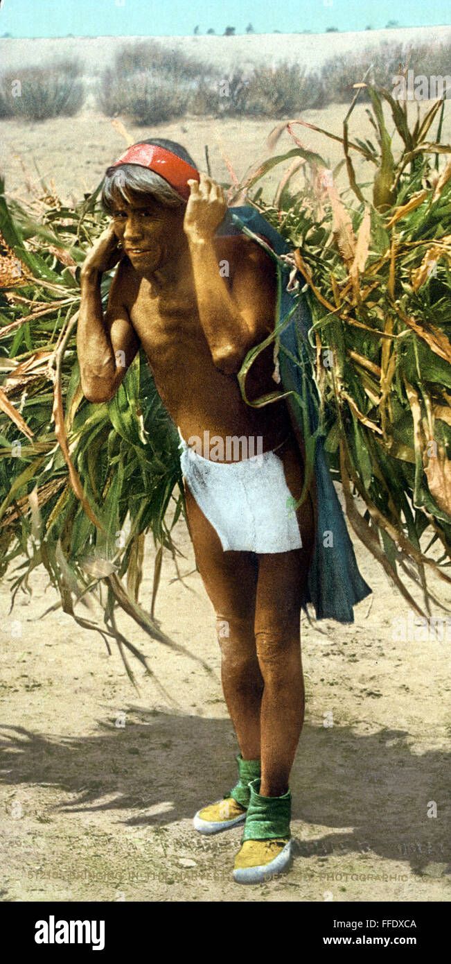 HOPI CORN HARVEST, c1902. /nA Hopi man bringing in the corn harvest in ...