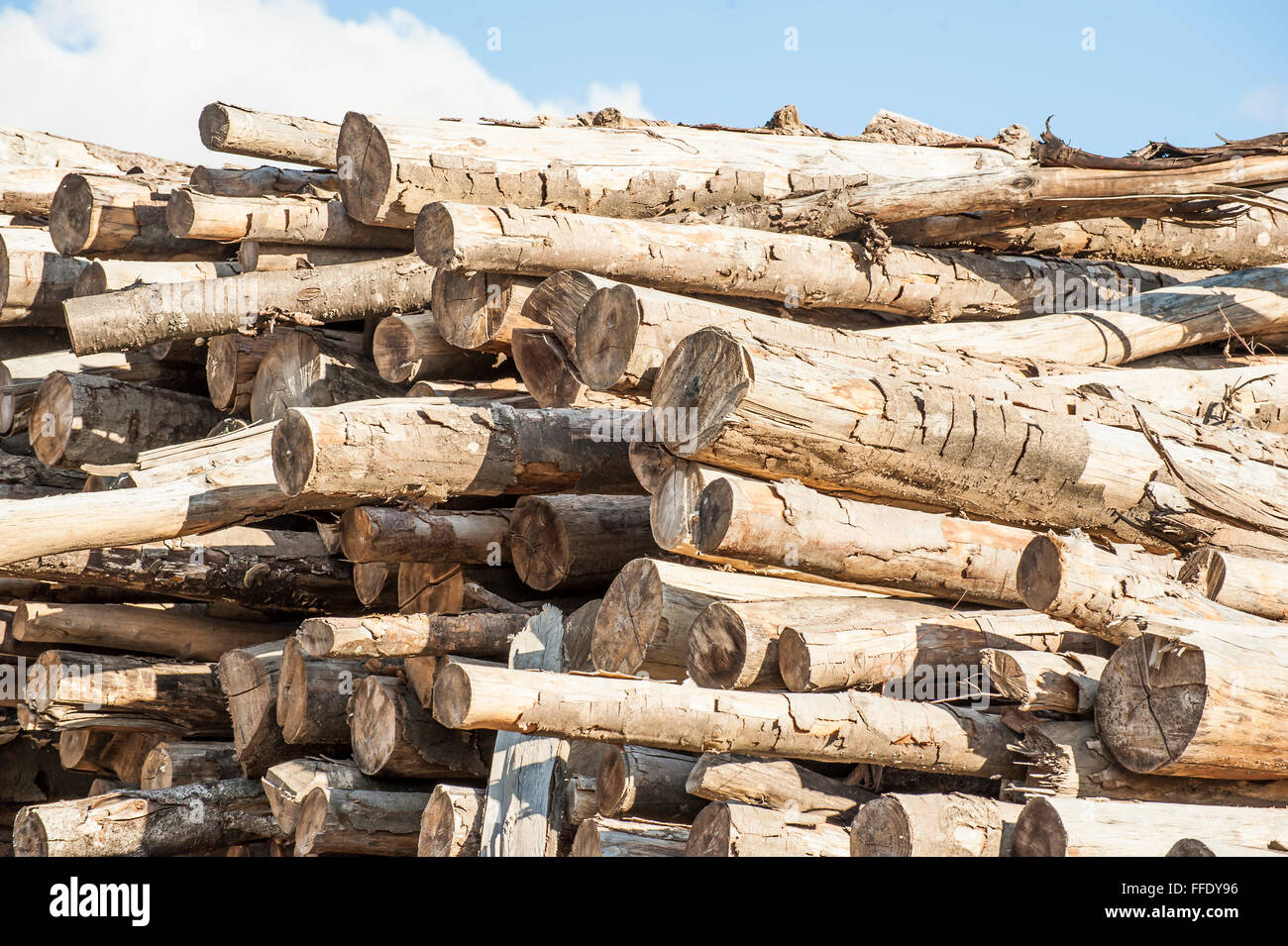 A stack of cut timber logs hi-res stock photography and images - Alamy