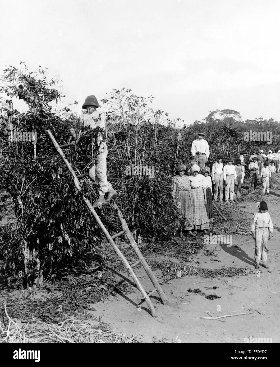 BRAZIL: COFFEE PICKERS. /nCoffee berry pickers at work on a farm in ...