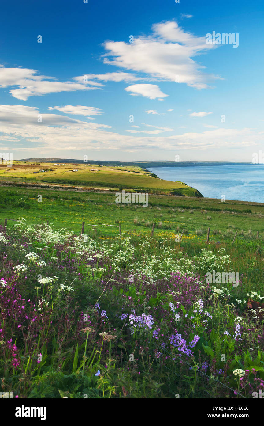 Looking north up the coast of Caithness near the village of Dunbeath ...