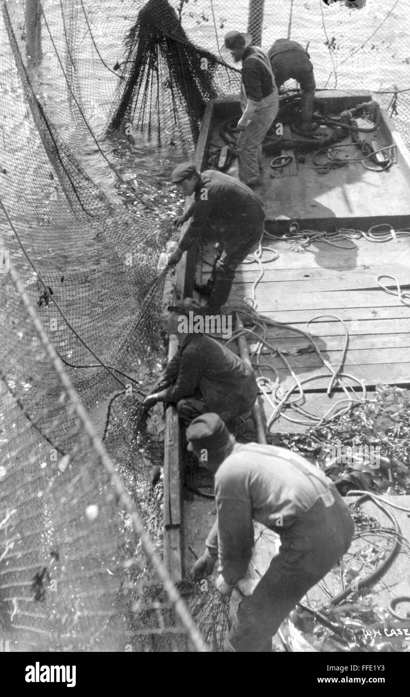 ALASKA: SALMON FISHING. /nFishermen using large nets to trap salmon in ...
