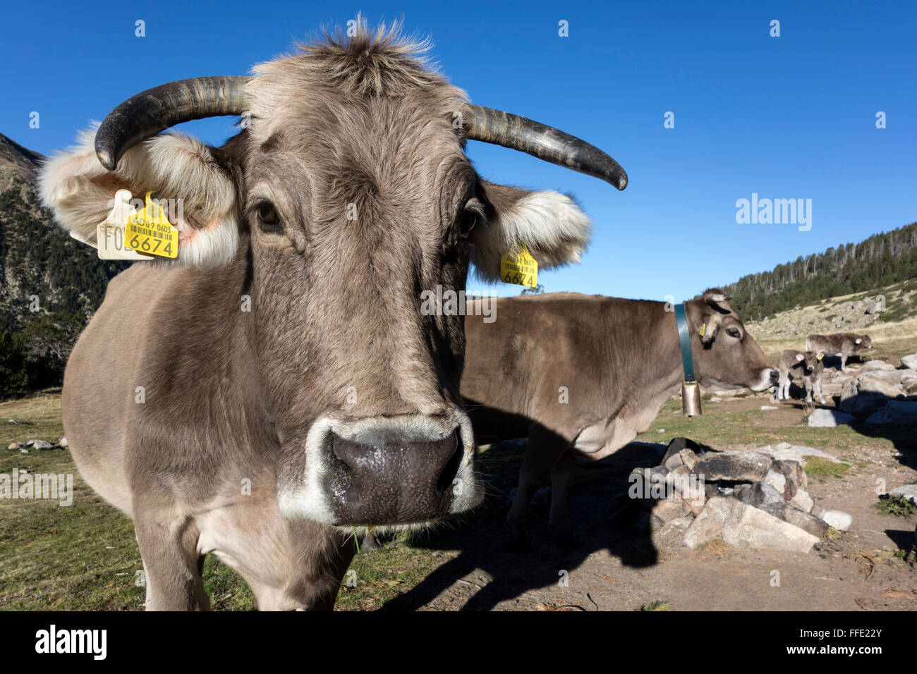 Cows. Pyrenees. Andorra Stock Photo - Alamy