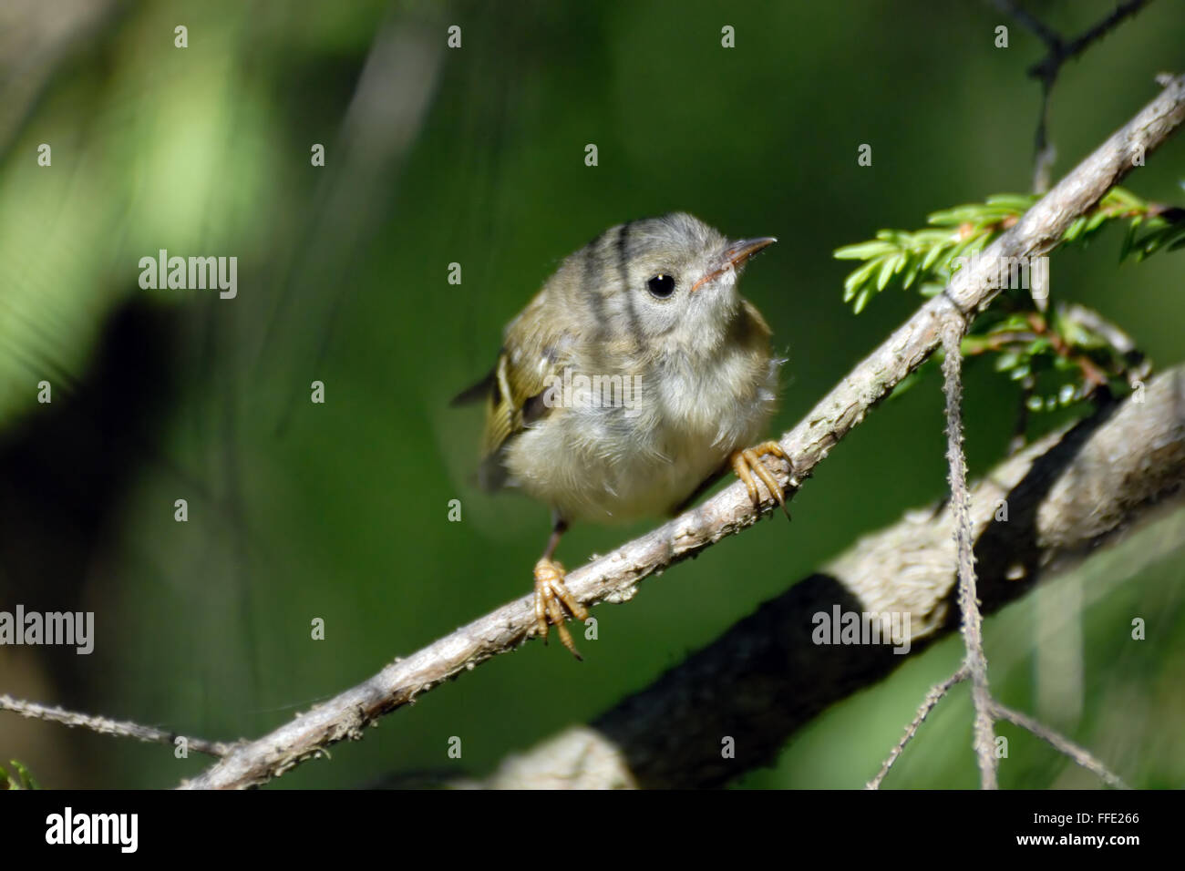 Baby goldcrest bird (Regulus regulus ) in firry forest. Moscow region ...