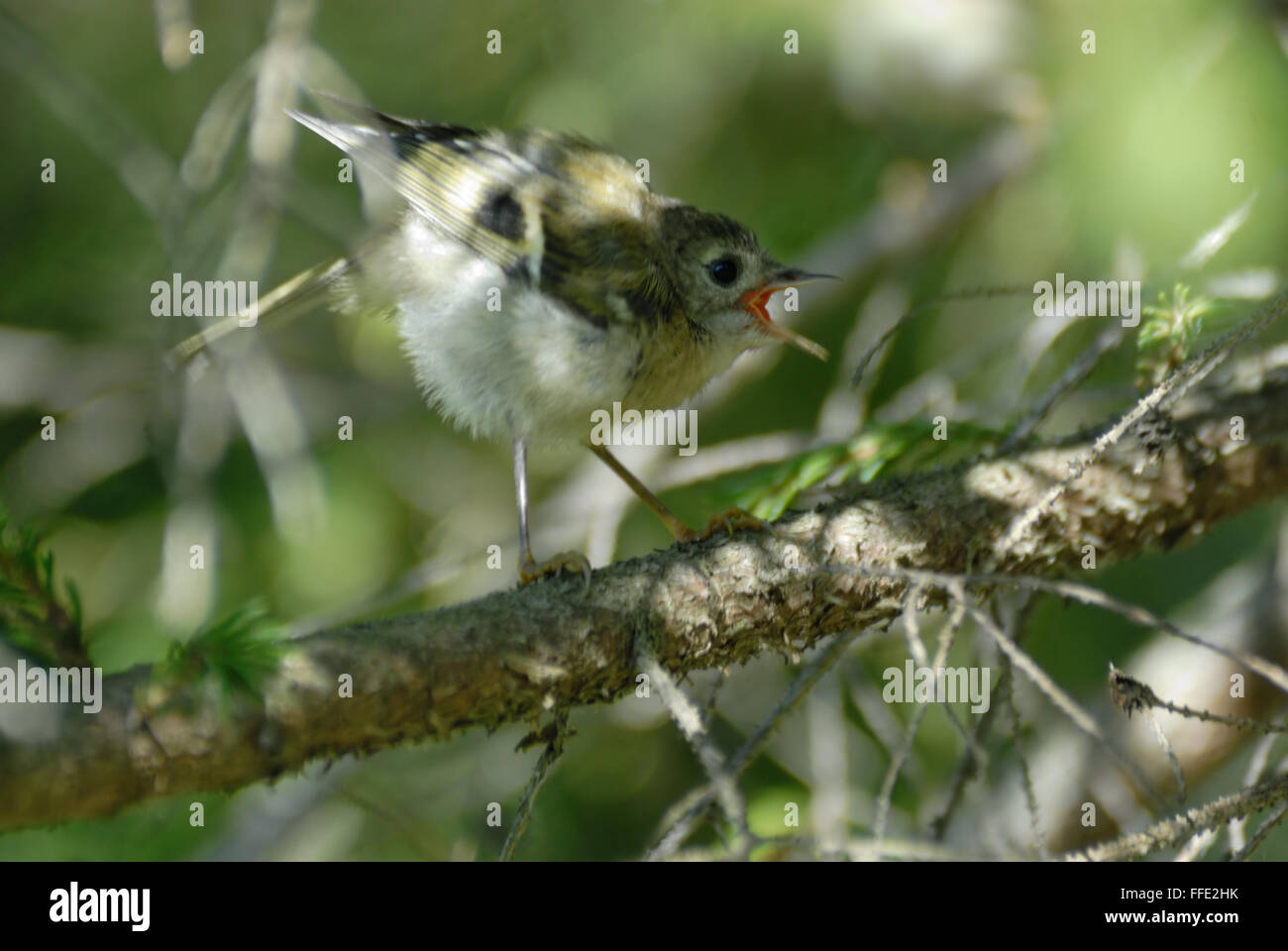Crying baby goldcrest bird (Regulus regulus ) in firry forest. Moscow ...