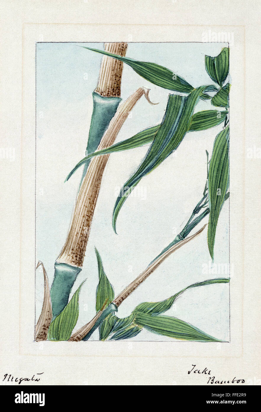 JAPAN: BAMBOO, c1875. /nA Japanese drawing of the stalk and leaves of ...