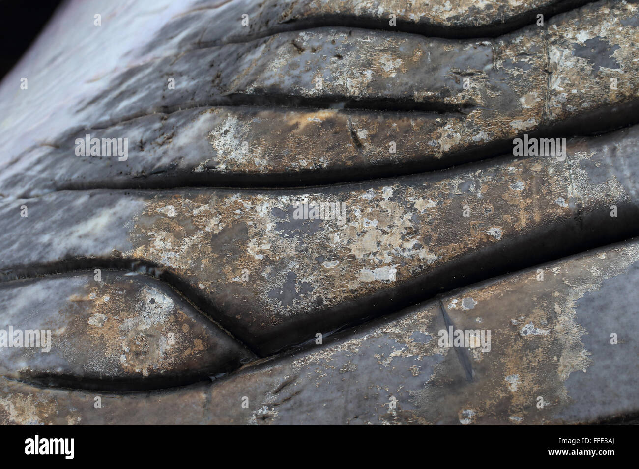 Sperm whale jaw hi-res stock photography and images - Alamy