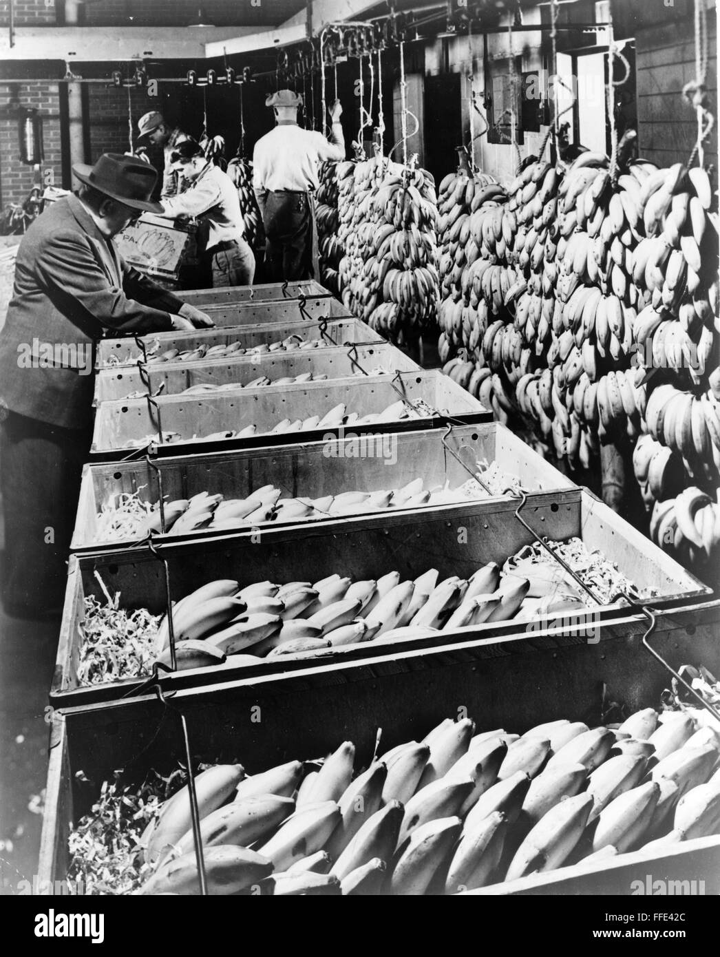 BANANA WAREHOUSE, 1948. /nMen at work in an American banana packing ...