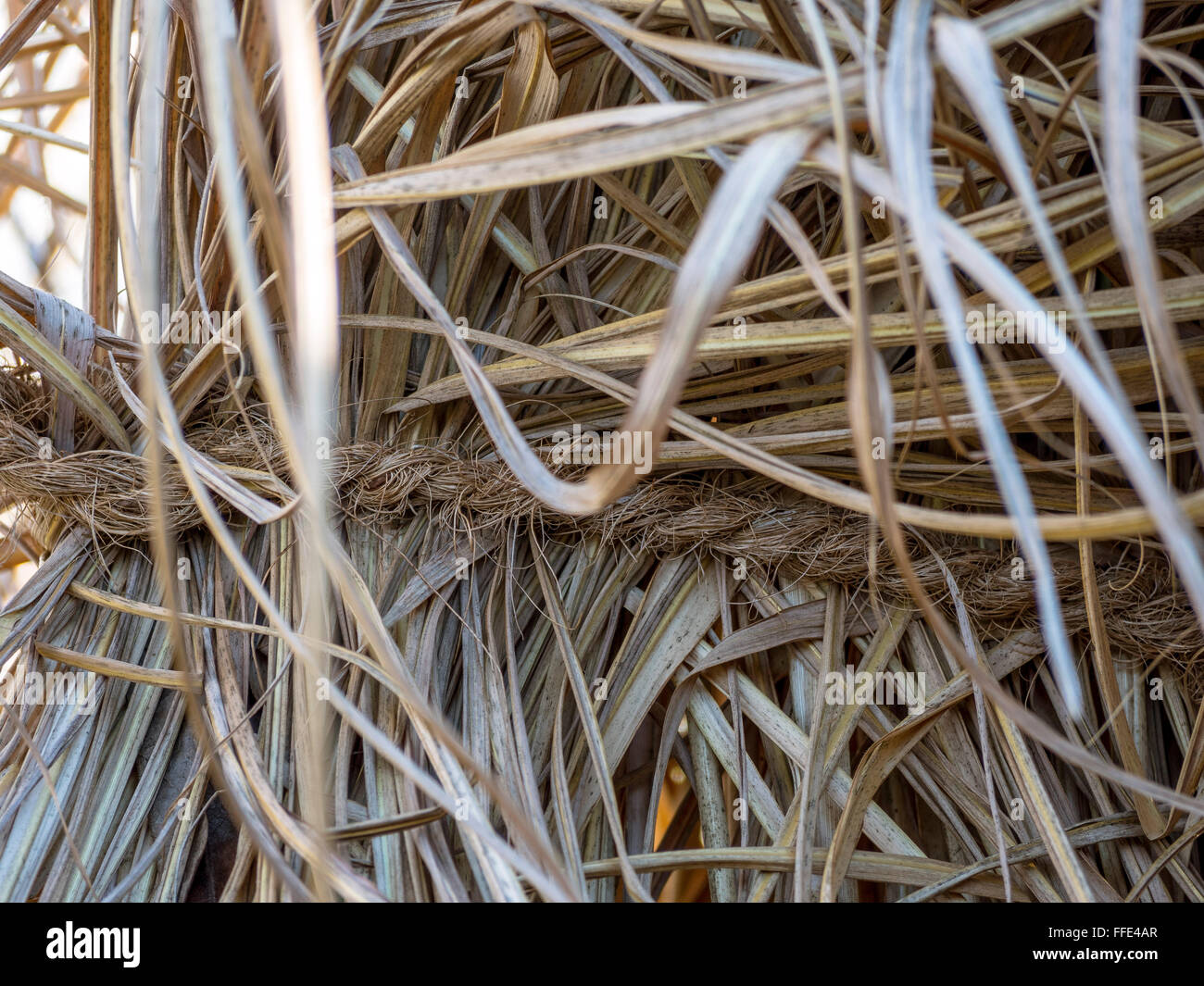 Detail of a chinese reed plant hi-res stock photography and images - Alamy
