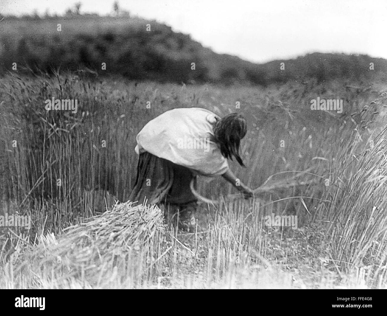 APACHE FARMER, c1906. /nAn Apache woman harvesting wheat with a hand ...