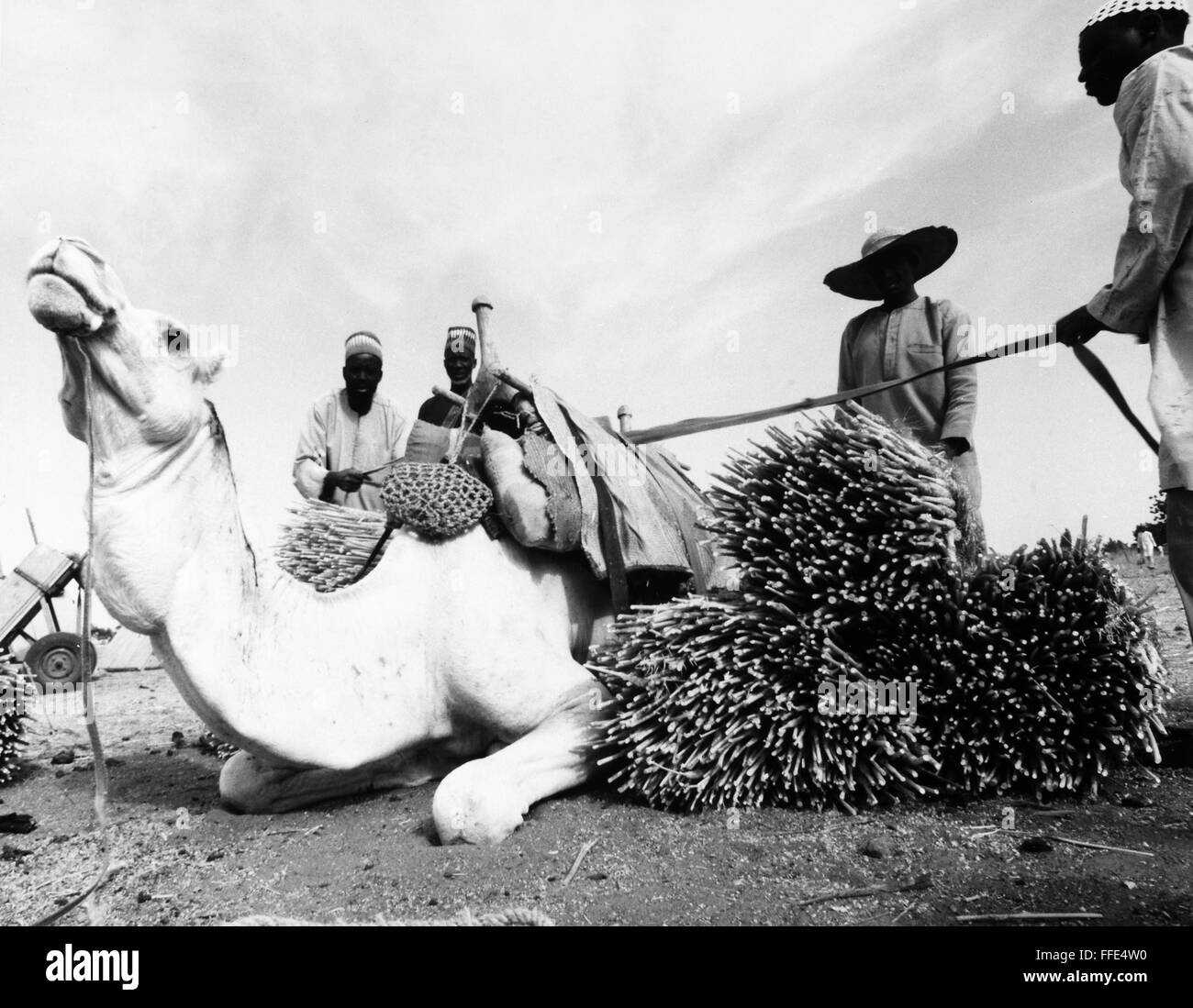 NIGER: TRANSPORTATION. /nFarmers using a camel to tranport millet to a ...