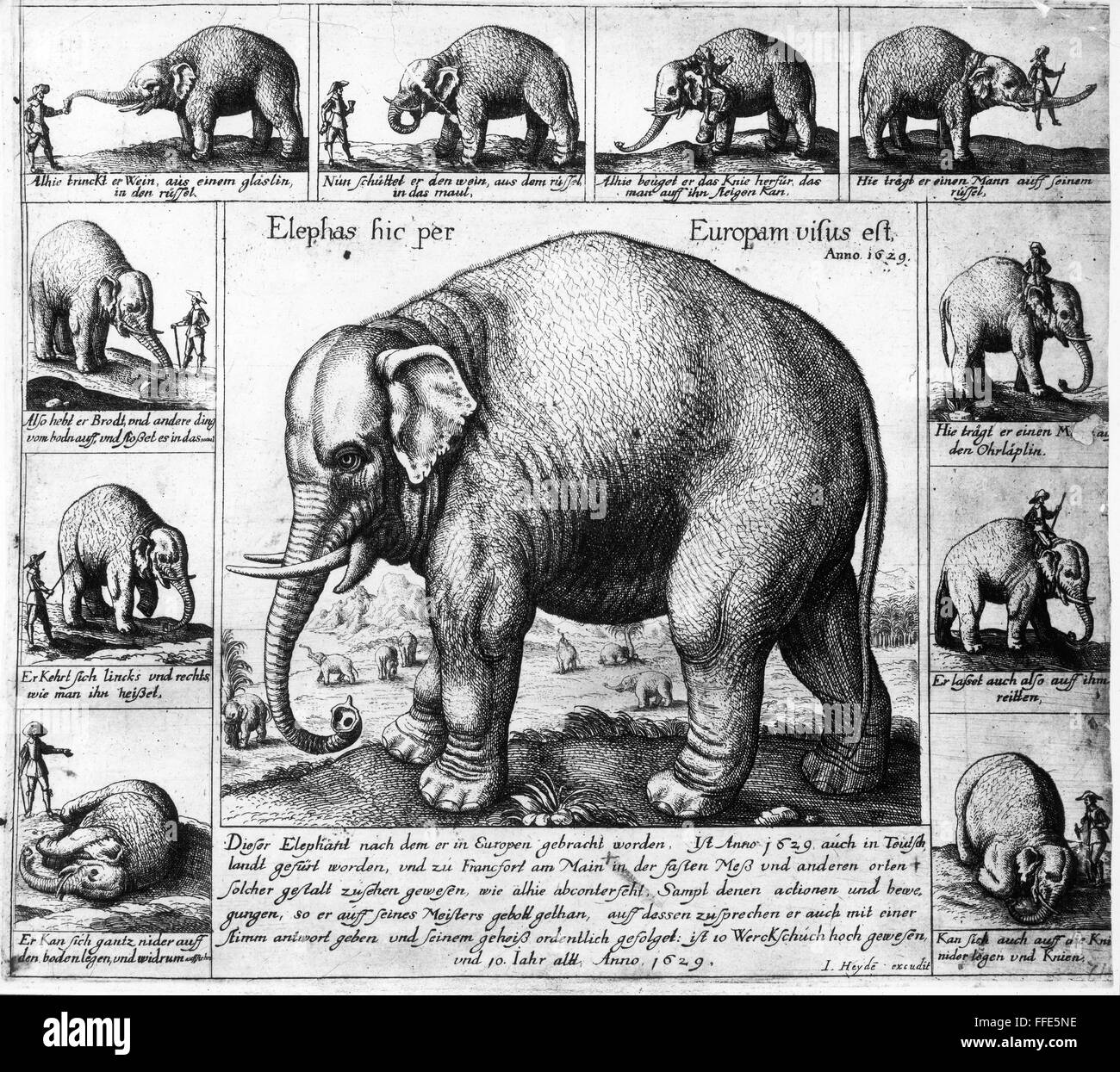 TAME ELEPHANT, 1629. /nAn elephant that was brought to Frankfurt am ...