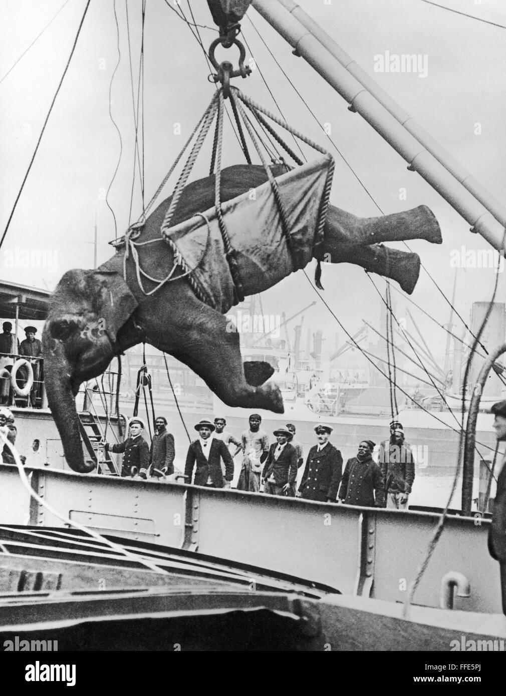 LOADING ELEPHANT, 1930s./nMinnie, an elephant shipped from India for ...
