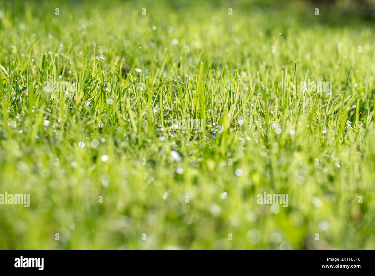 Green Spring Grass at daylight Stock Photo - Alamy
