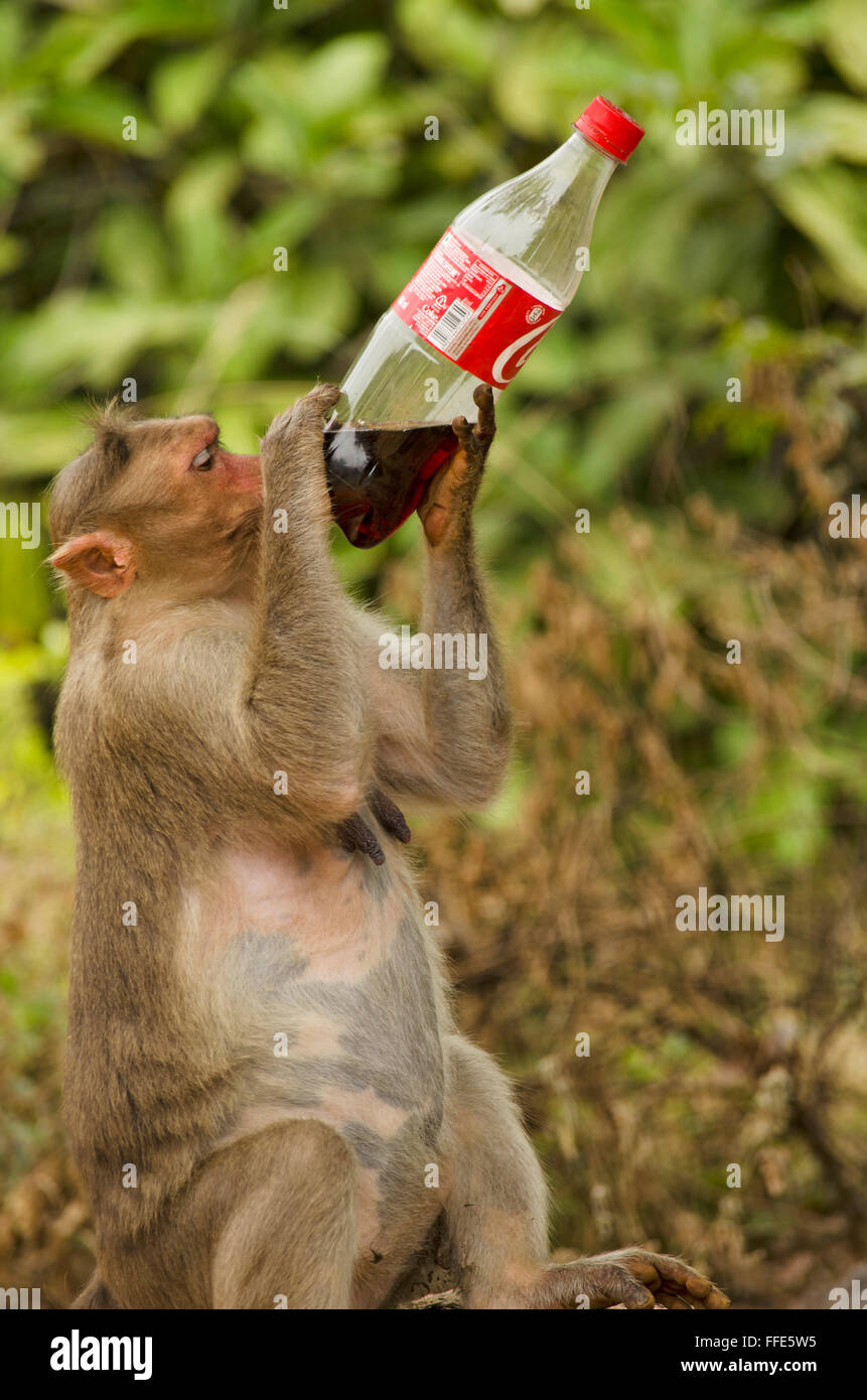 Monkey enjoying a coke at Mahabalipuram, Tamil Nadu, India, Asia Stock ...