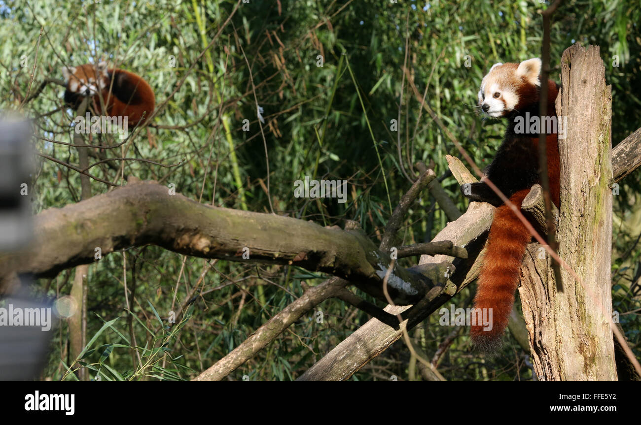 Duisburg, Germany. 12th Feb, 2016. The one-and-a-half-year-old red ...