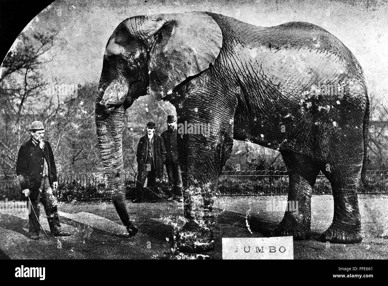 Jumbo elephant london zoo High Resolution Stock Photography and Images ...