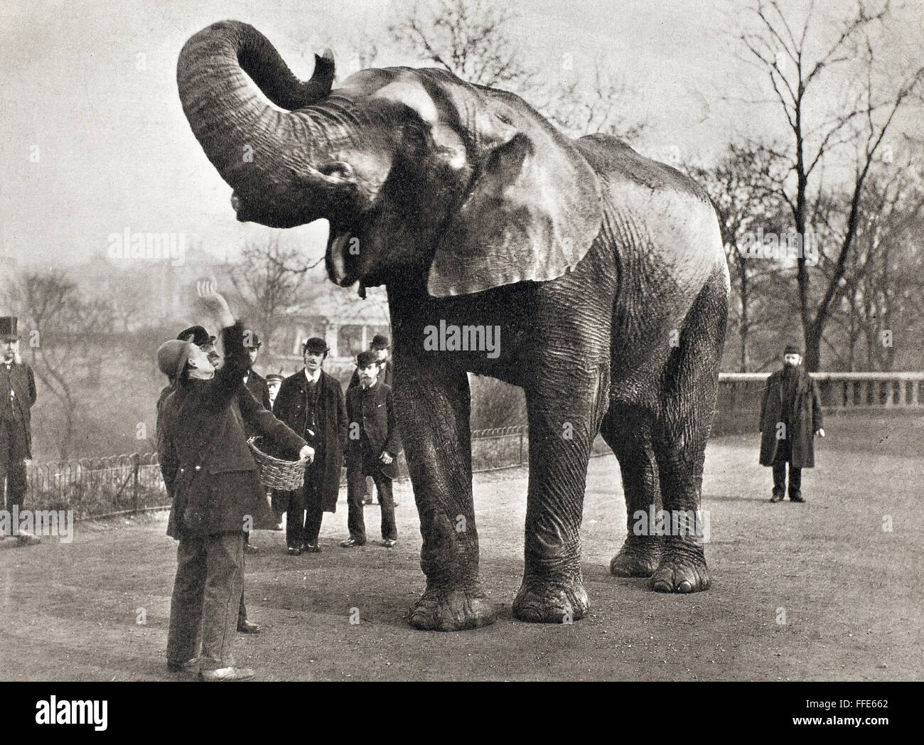 JUMBO, c1882. /nJumbo the elephant, photographed around the time he was ...