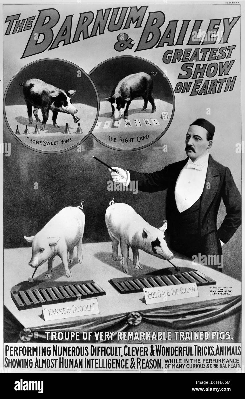 CIRCUS: PIGS, 1898. /nBarnum & Bailey American circus poster featuring ...