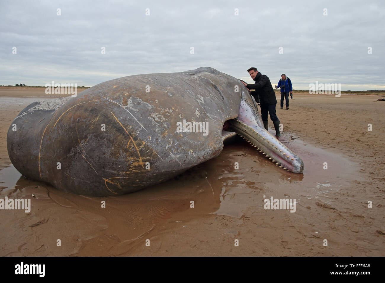 Sperm Whale (Physeter macrocephalus Stock Photo - Alamy