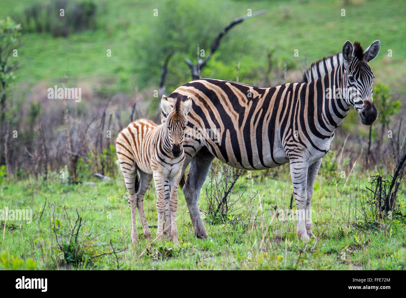 Plains zebra Specie Equus quagga burchellii family of equidae Stock ...