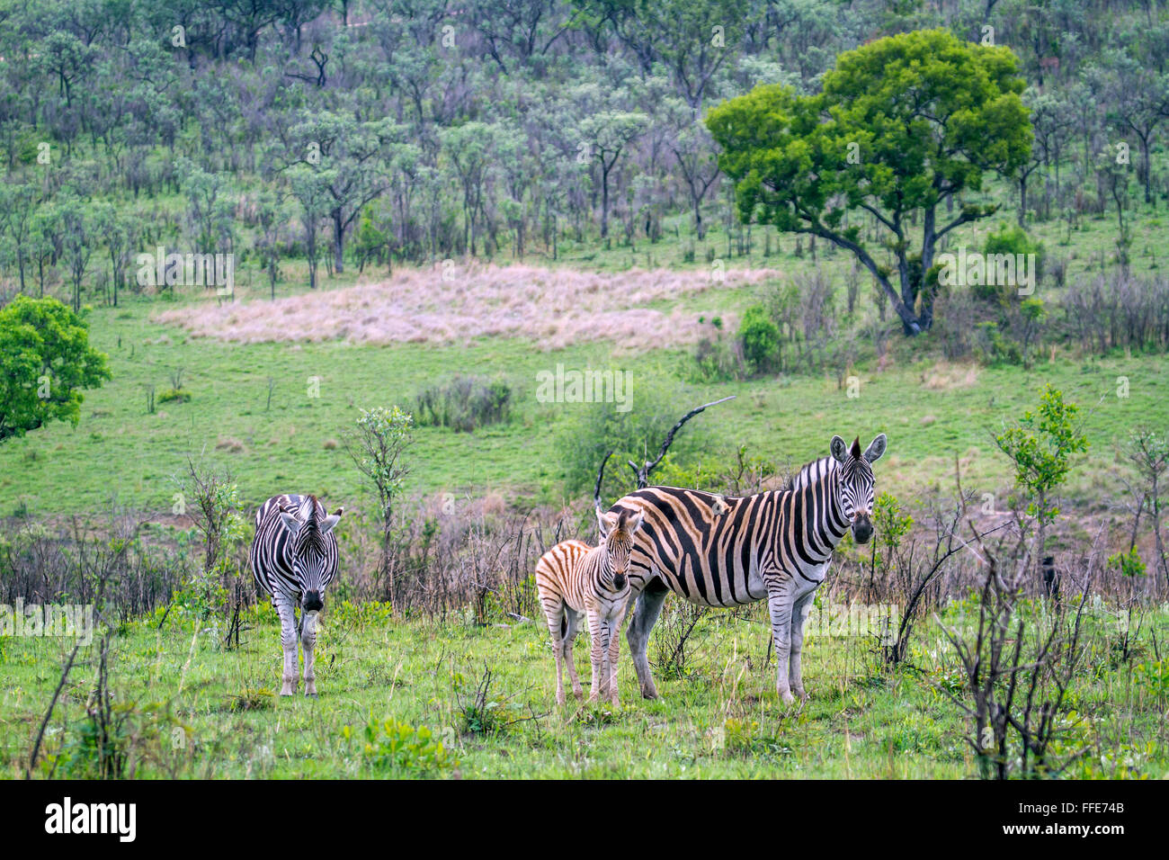 Plains zebra Specie Equus quagga burchellii family of equidae Stock ...