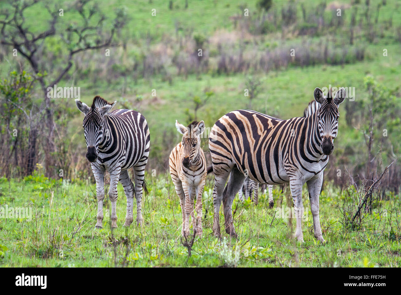 Plains zebra Specie Equus quagga burchellii family of equidae Stock ...