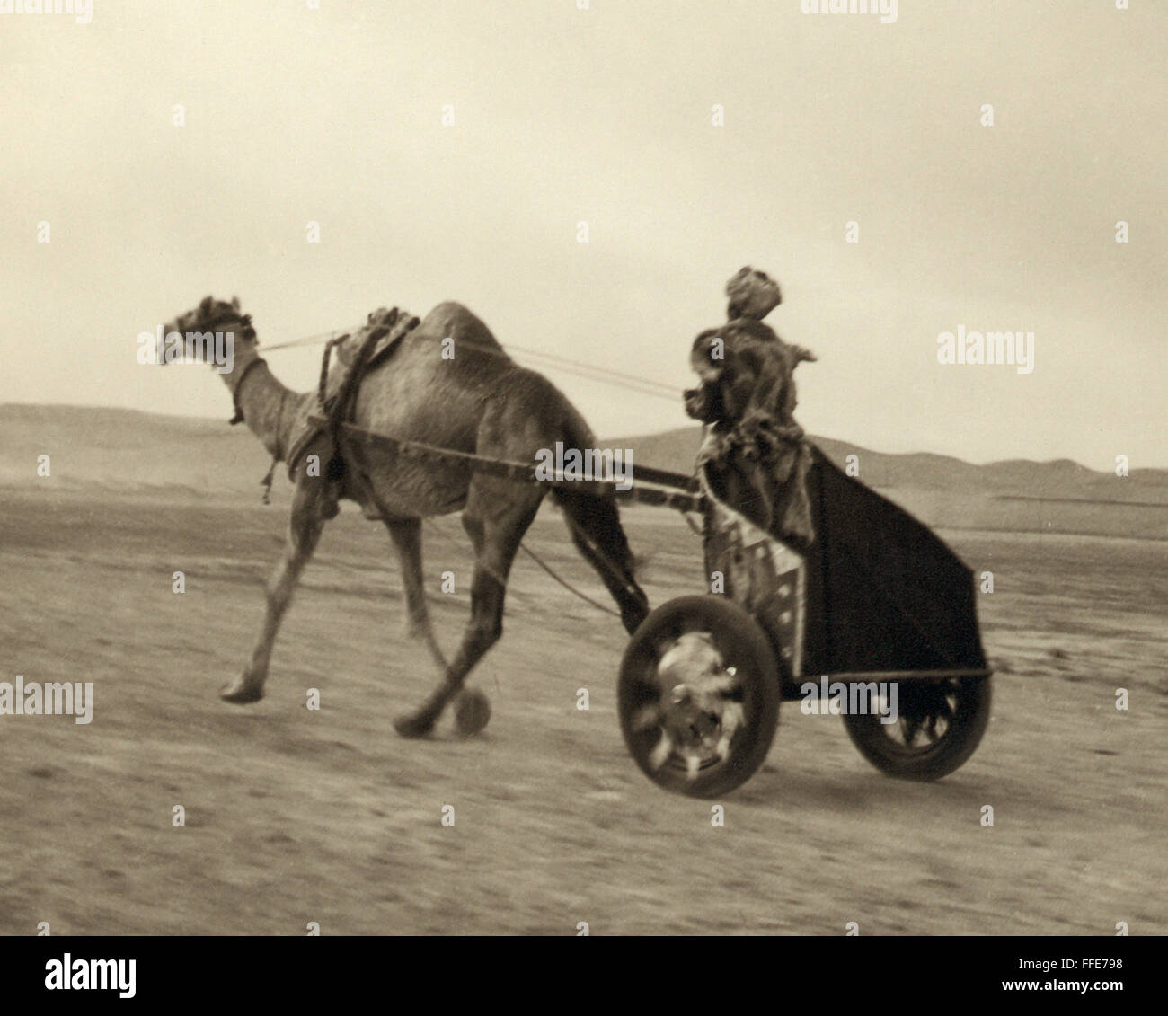 SYRIA: CAMEL RACE, c1938. /nParticipant in a camel-drawn chariot race ...