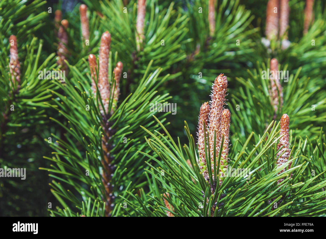 Conifer bud tree spring hi-res stock photography and images - Alamy