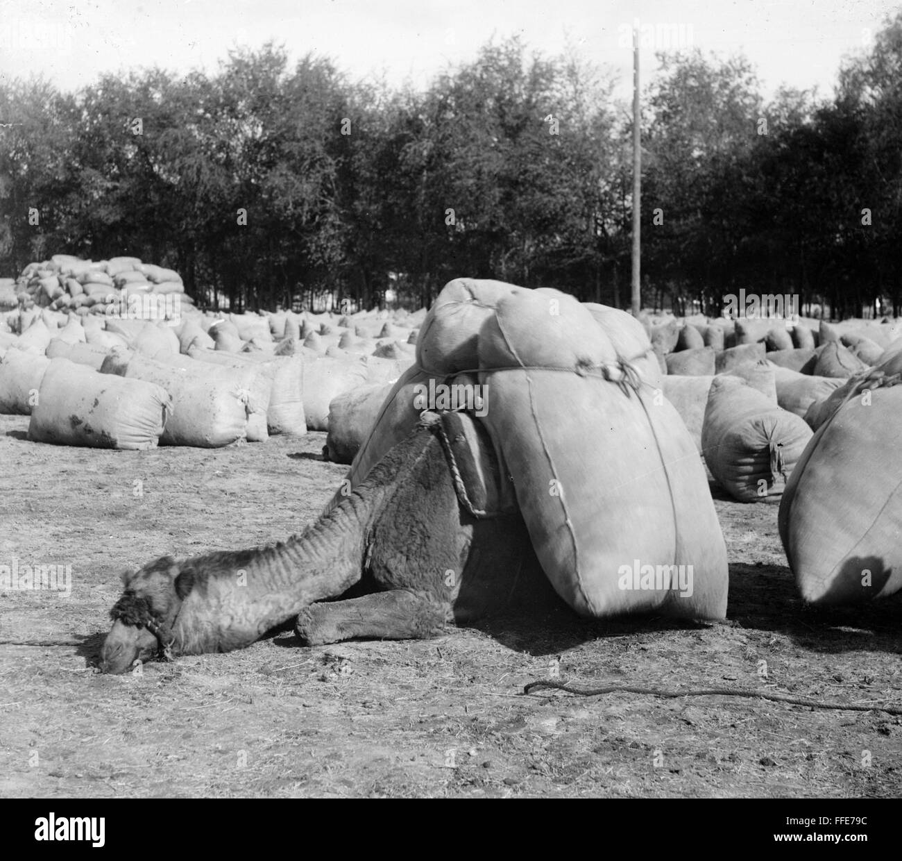 PACK CAMEL, c1910. /nA camel loaded with sacks, lying in a field of ...