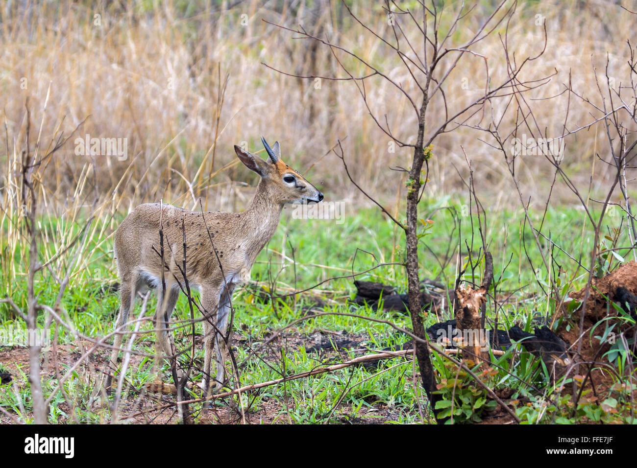 Raphicerus zimbabwe hi-res stock photography and images - Alamy