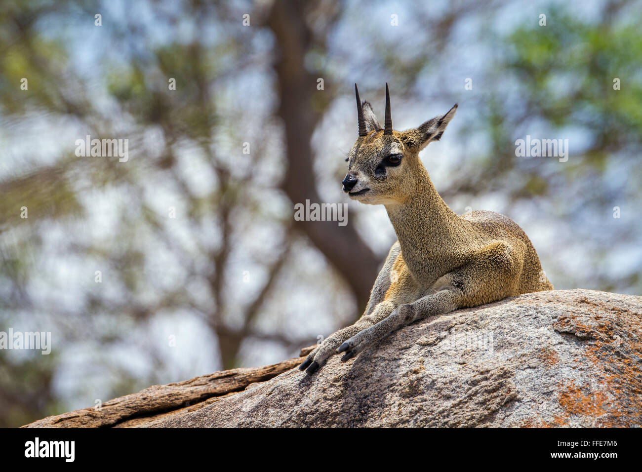 Klipspringer hi-res stock photography and images - Alamy