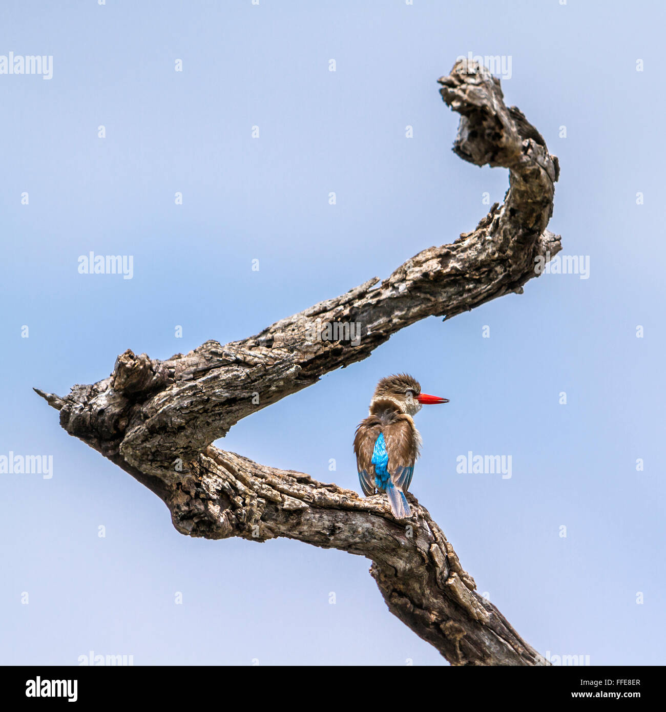 Family halcyonidae hi-res stock photography and images - Alamy