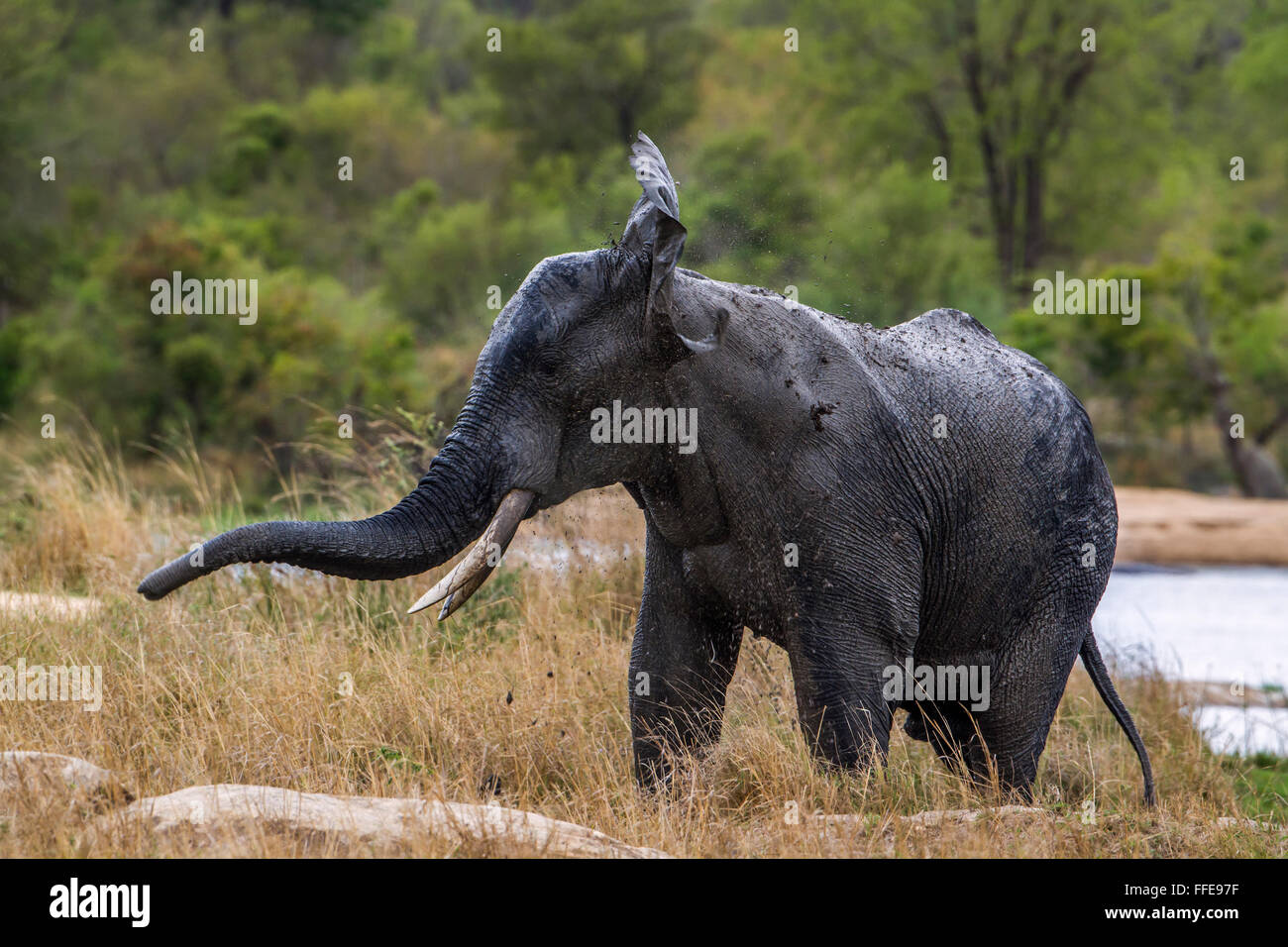 African bush elephant Specie Loxodonta africana family of Elephantidae ...