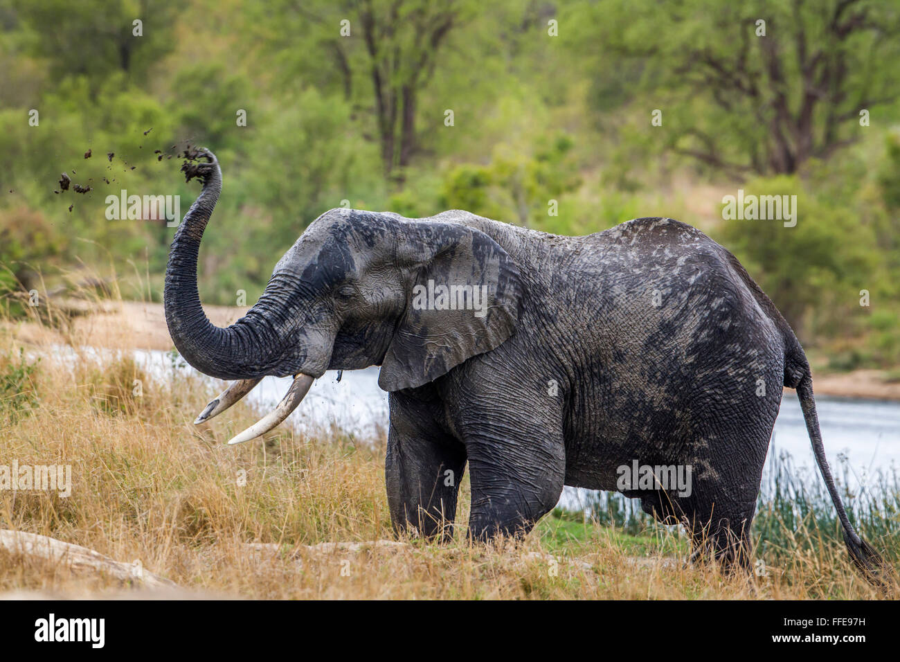 African bush elephant Specie Loxodonta africana family of Elephantidae ...