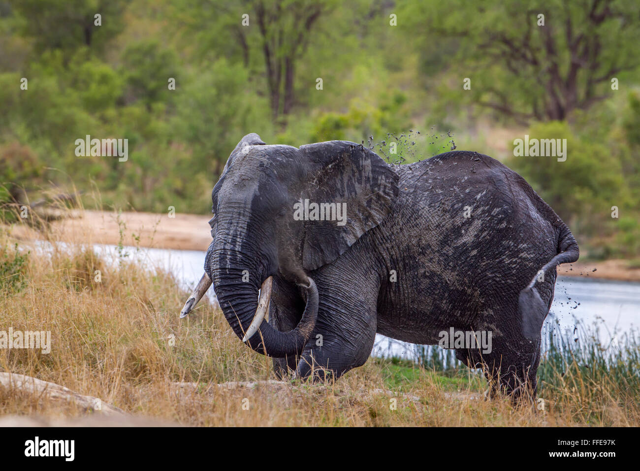 African bush elephant Specie Loxodonta africana family of Elephantidae ...
