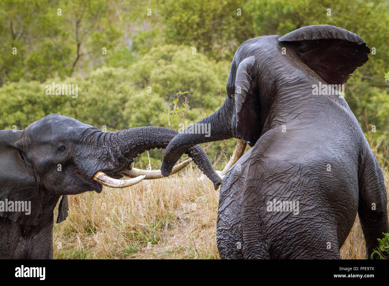 African bush elephant Specie Loxodonta africana family of Elephantidae ...