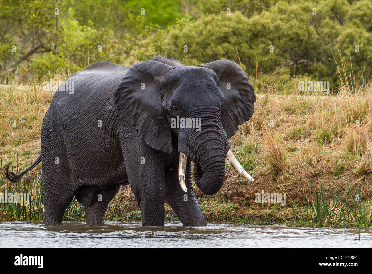 African bush elephant Specie Loxodonta africana family of Elephantidae ...