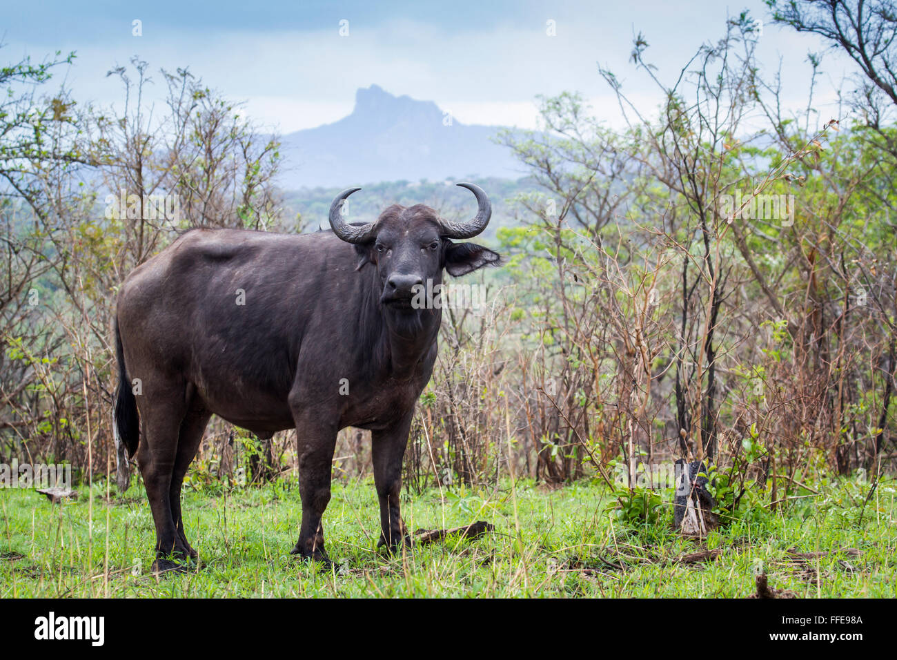 Bovidae family hi-res stock photography and images - Alamy
